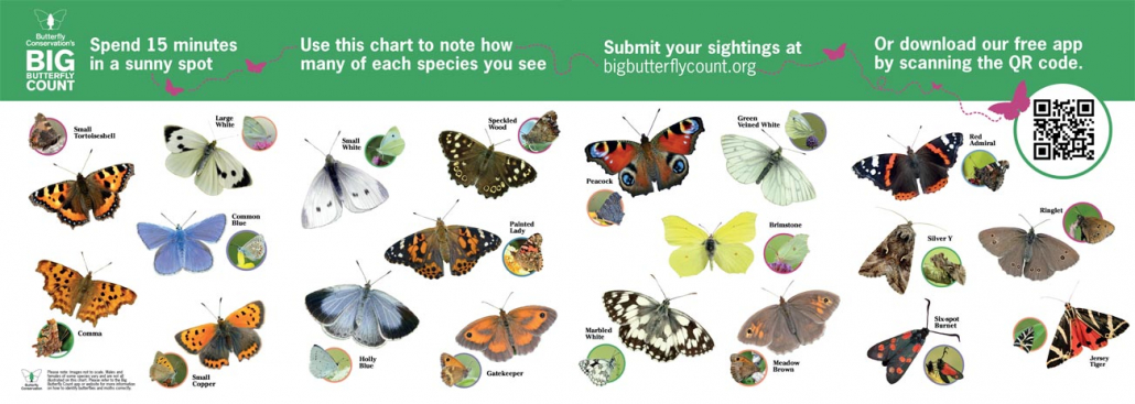 Little Citizen Scientists Wanted for the Big Butterfly Count 2024